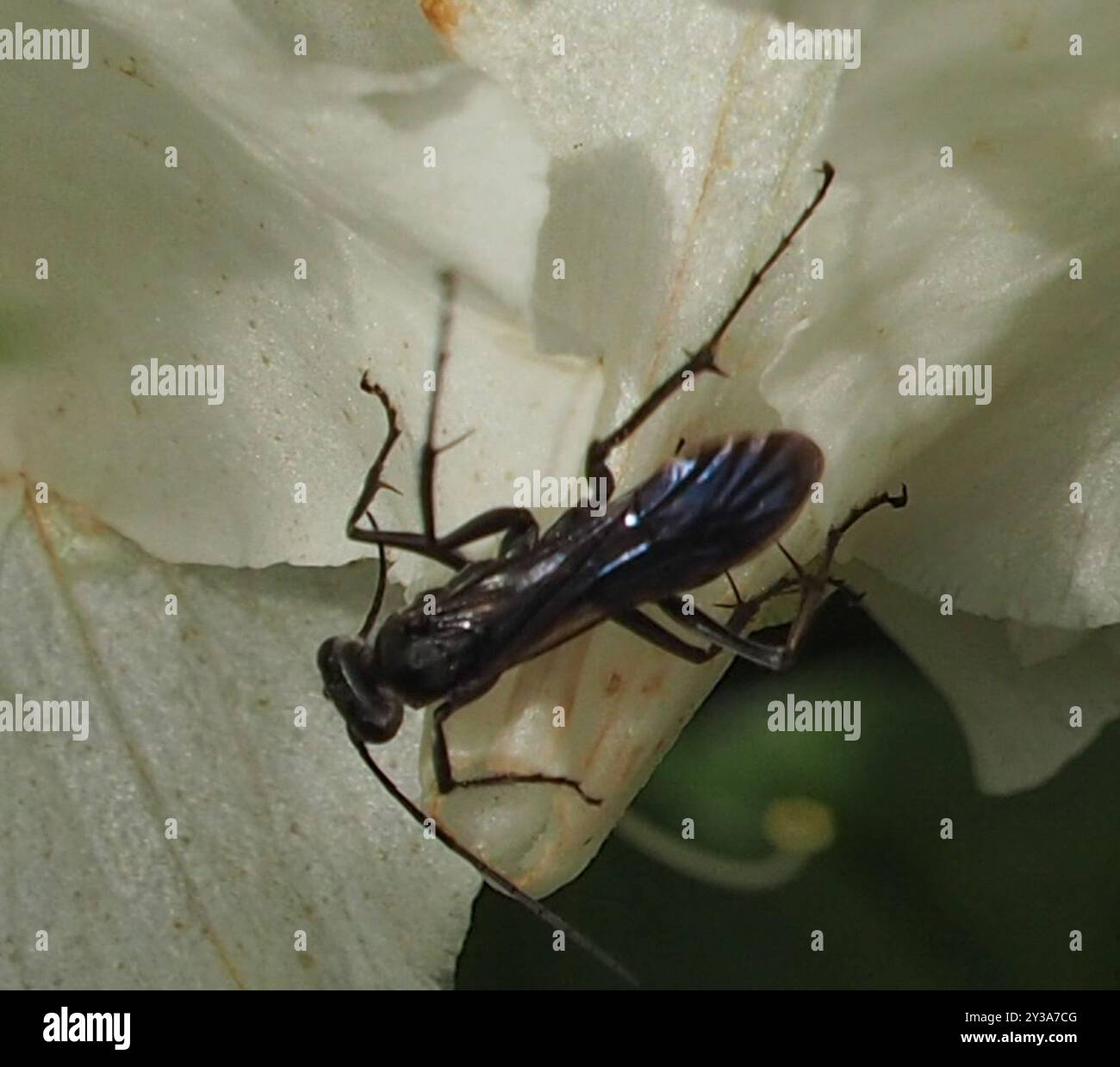 Spider Wasps (Pompilidae) Insecta Stock Photo - Alamy