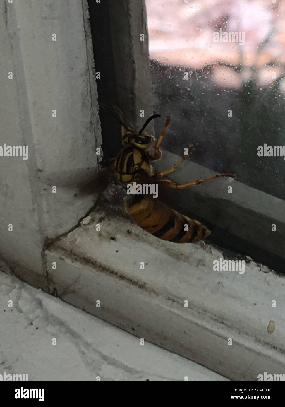 Southern Yellowjacket (Vespula squamosa) Insecta Stock Photo - Alamy