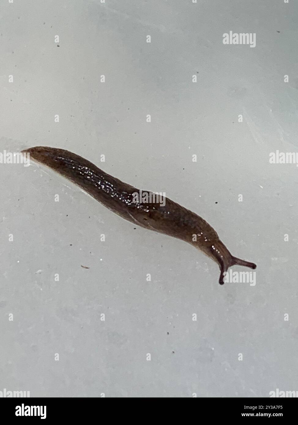 Meadow Slug (Deroceras laeve) Mollusca Stock Photo - Alamy