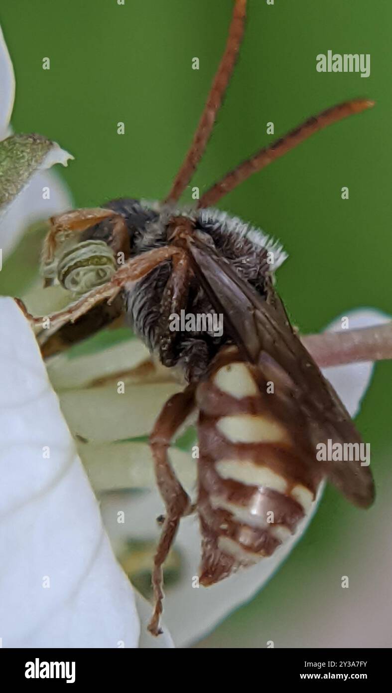Nomad Bees (Nomada) Insecta Stock Photo - Alamy