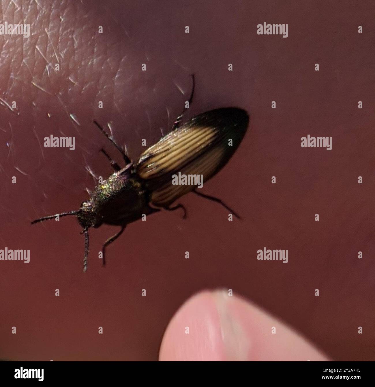 copper click beetle (Ctenicera cuprea) Insecta Stock Photo - Alamy