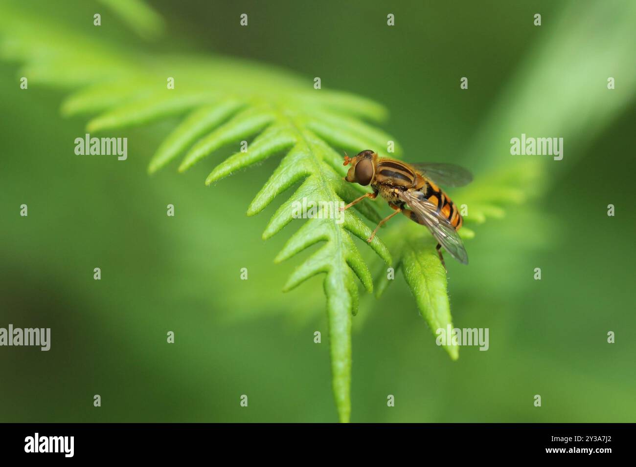 Common Bog Fly (Parhelophilus laetus) Insecta Stock Photo - Alamy