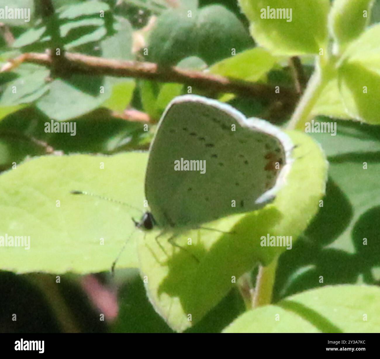 Eastern Tailed-Blue (Cupido comyntas) Insecta Stock Photo - Alamy