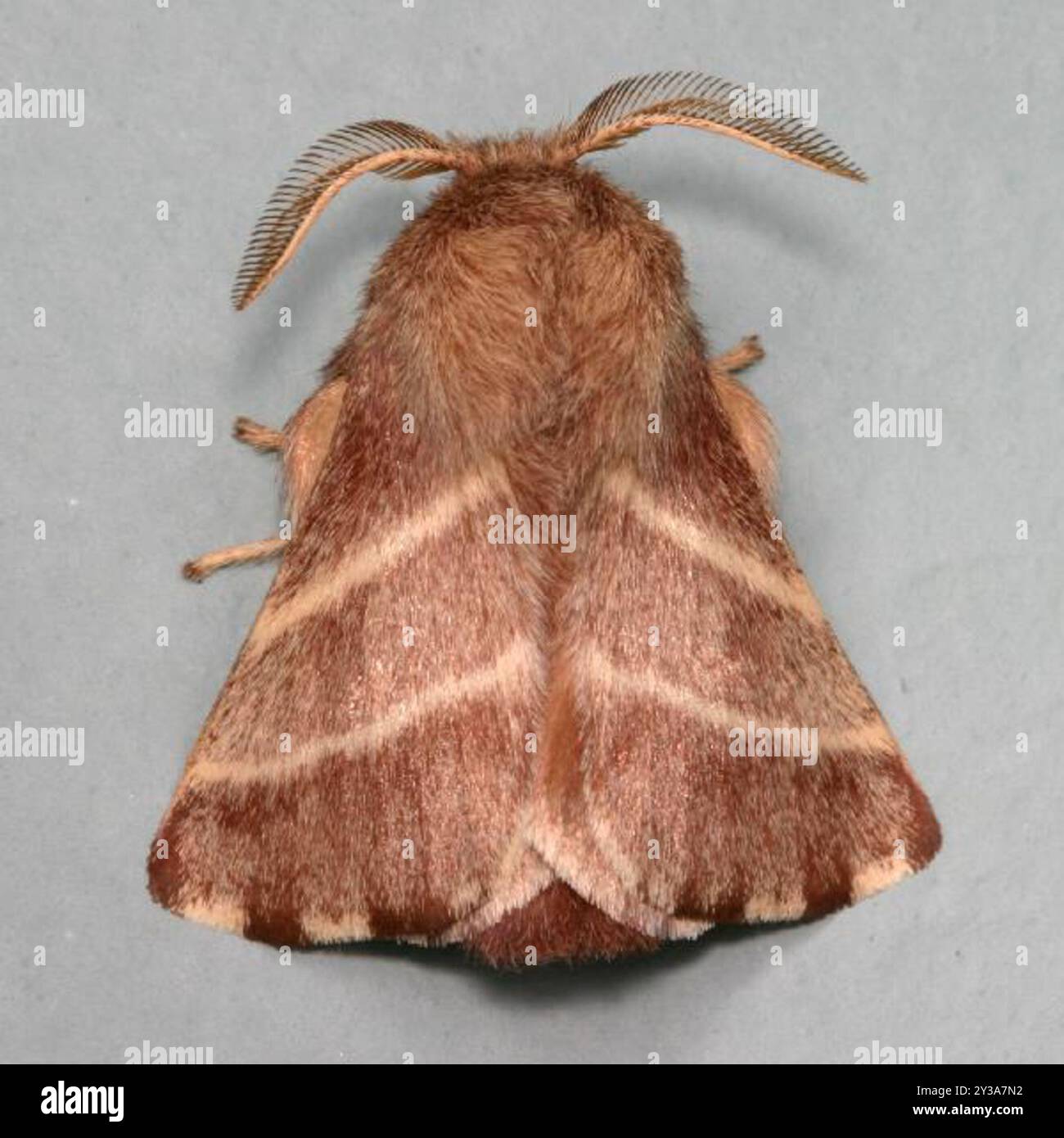 Eastern Tent Caterpillar Moth (Malacosoma americana) Insecta Stock ...