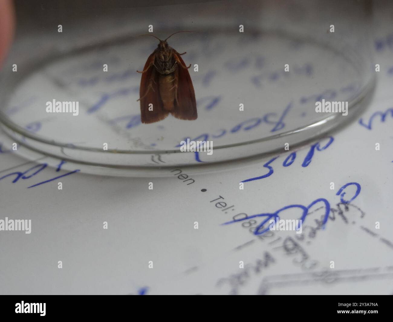 Carnation Tortrix (Cacoecimorpha pronubana) Insecta Stock Photo - Alamy