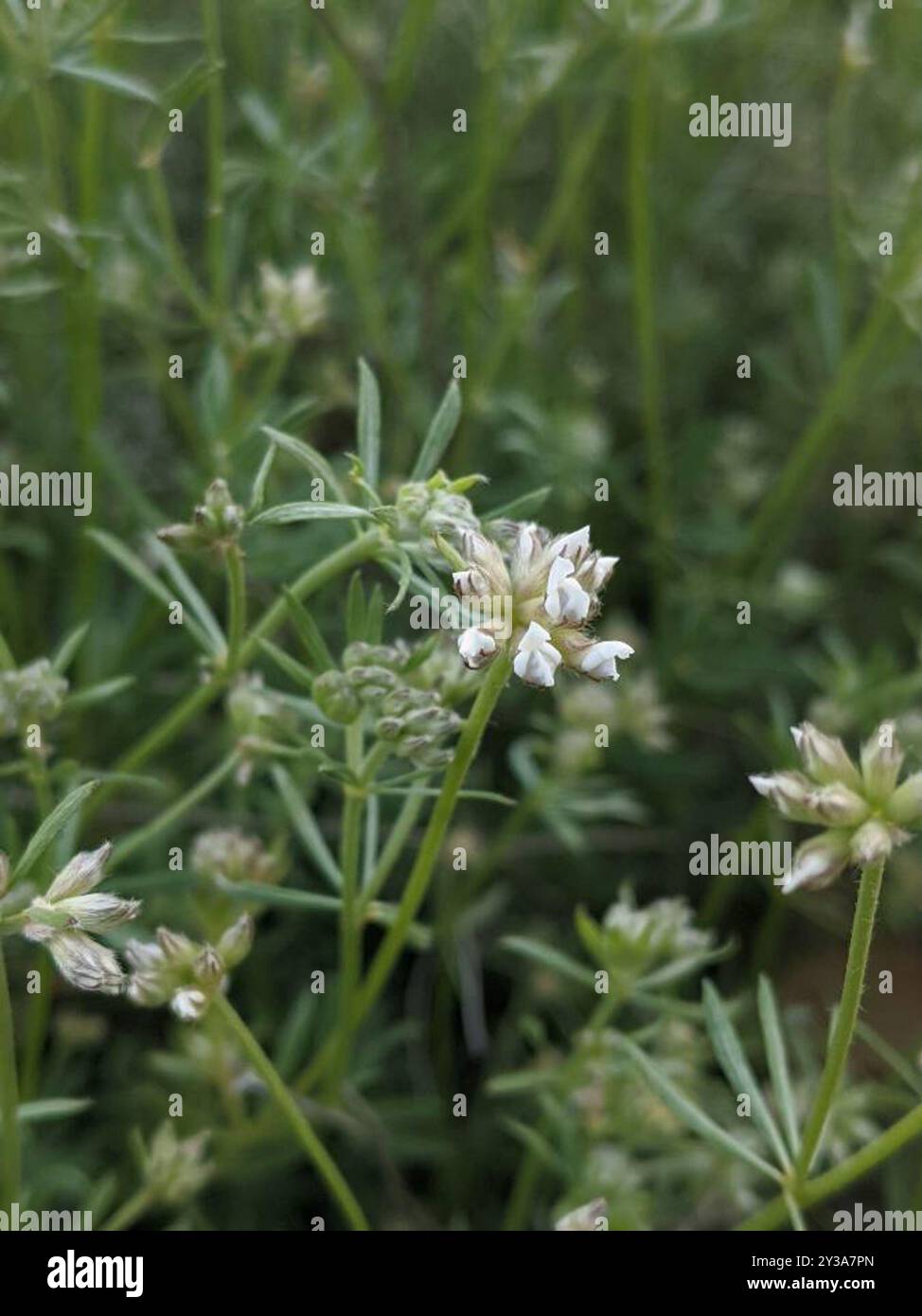 prostrate Canary clover (Lotus dorycnium) Plantae Stock Photo - Alamy