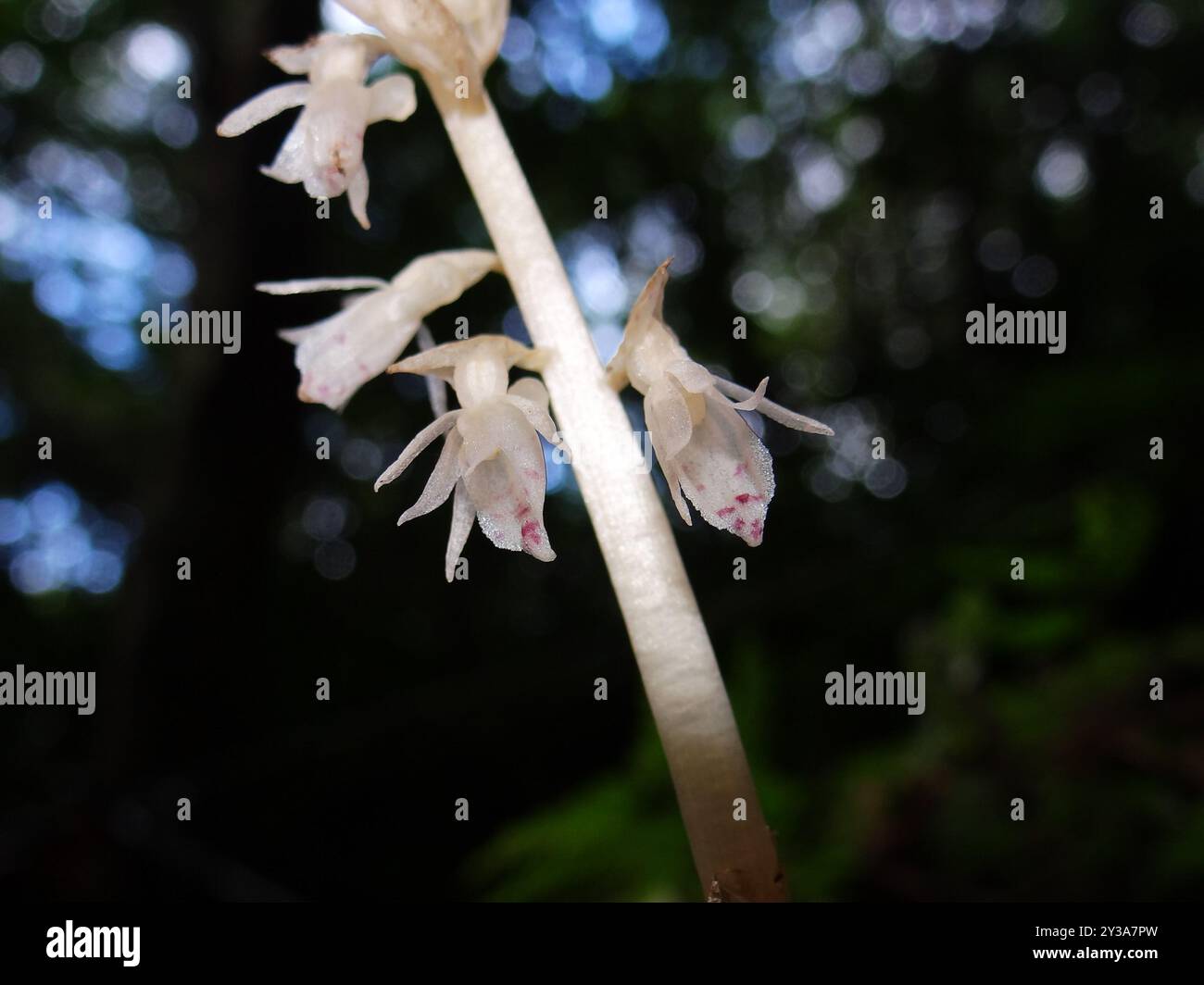 Rose Epipogium (Epipogium roseum) Plantae Stock Photo - Alamy
