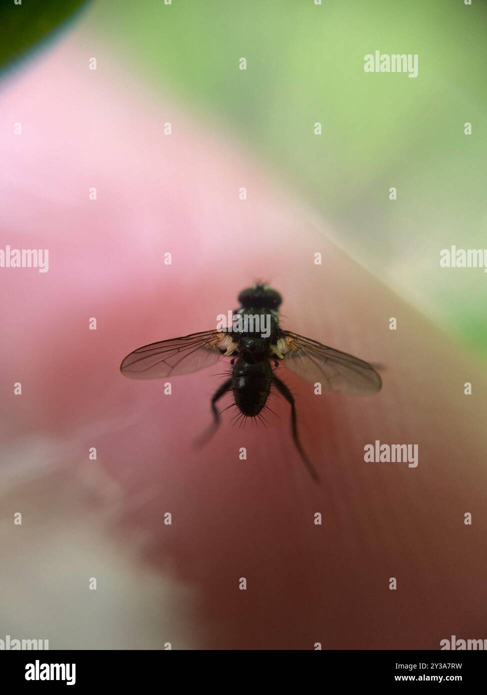 (Phania funesta) Insecta Stock Photo - Alamy