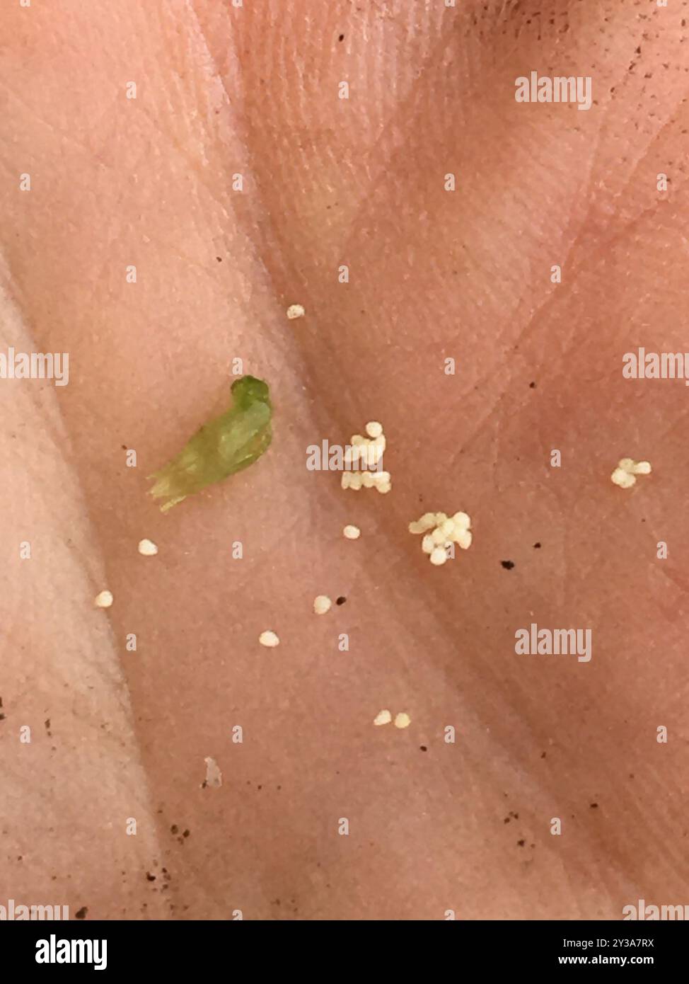 Sticky mouse-ear chickweed (Cerastium glomeratum) Plantae Stock Photo ...