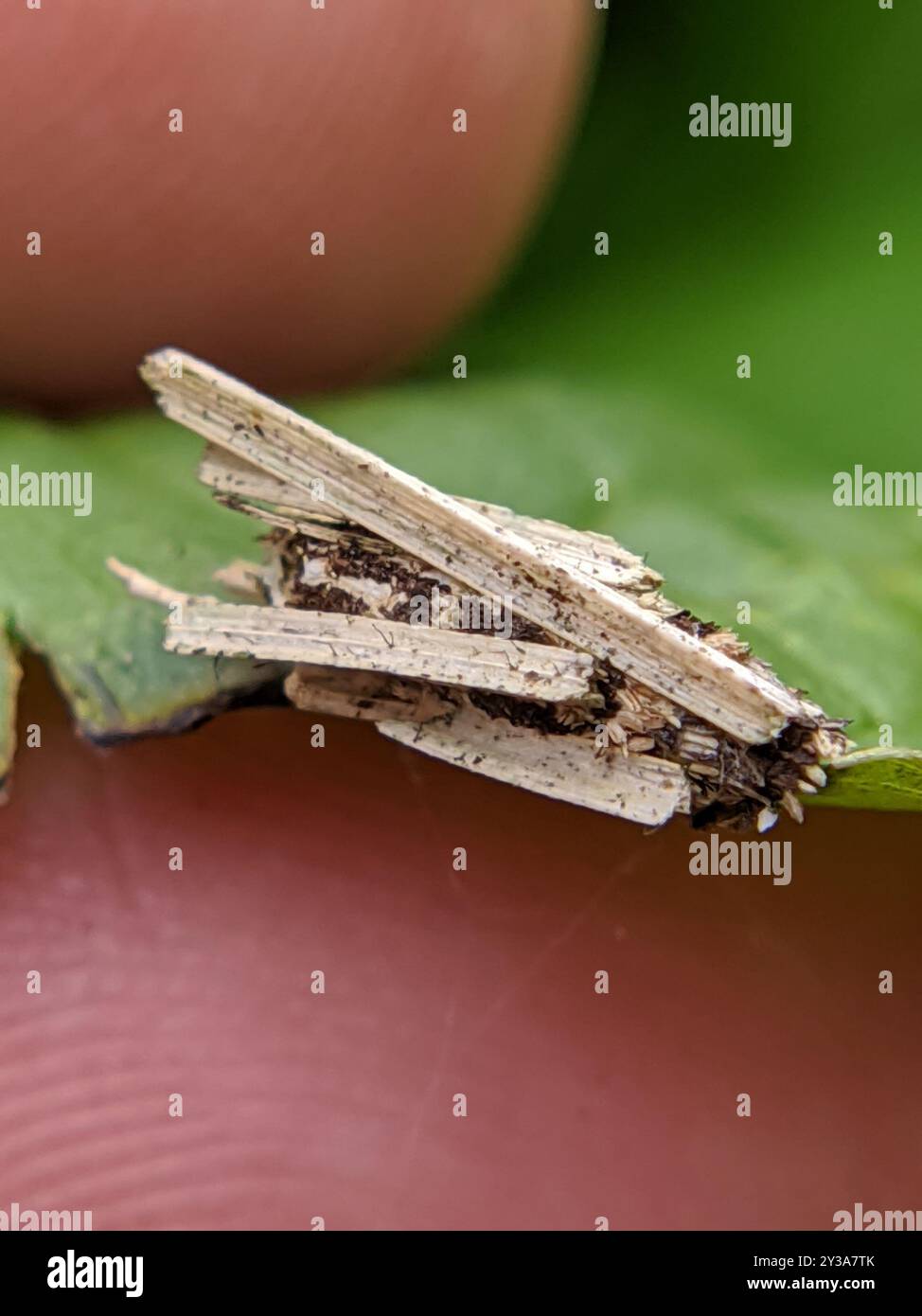 Common Bagworm Moth (Psyche casta) Insecta Stock Photo - Alamy
