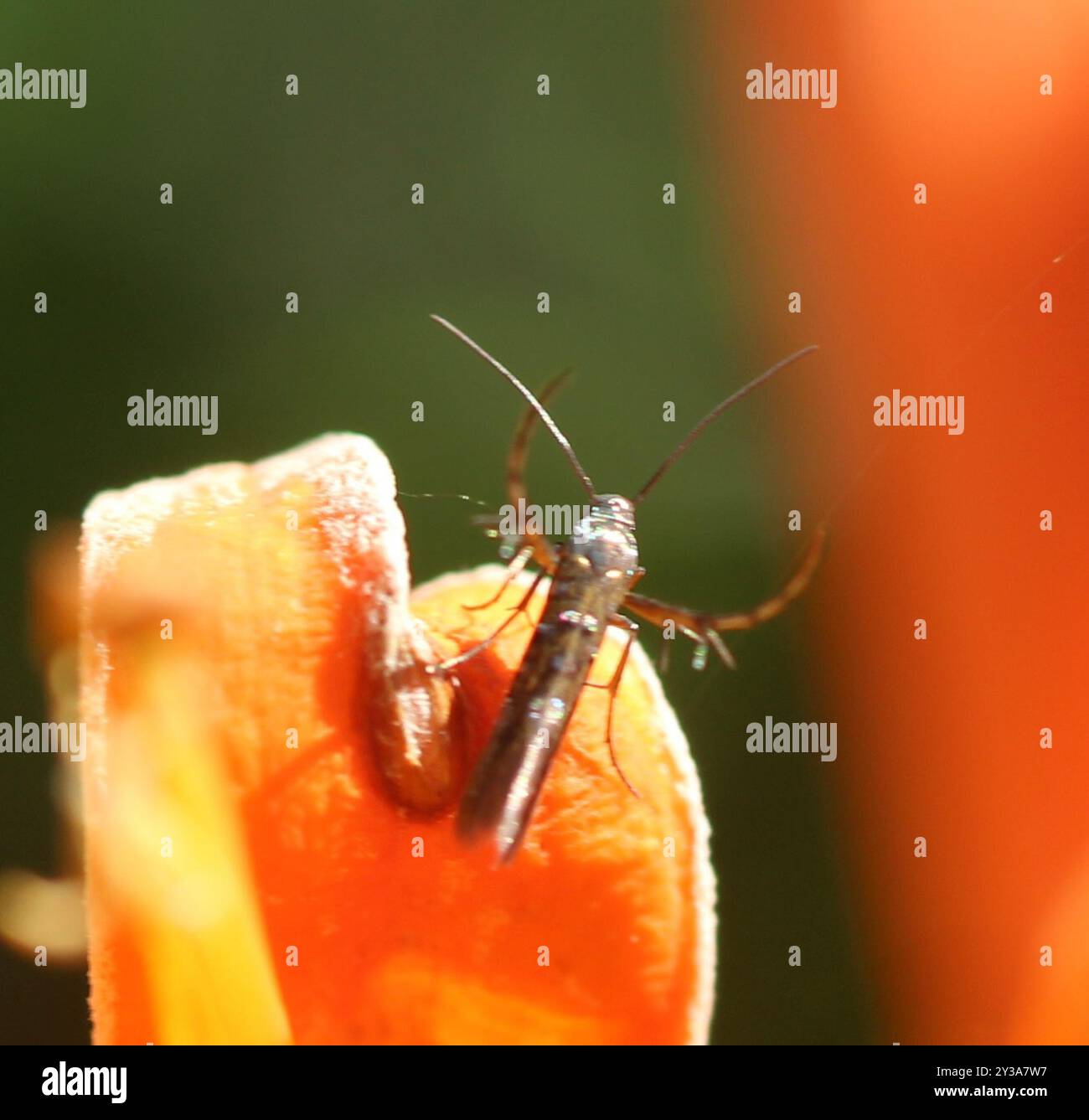 Sun Moths (Heliodinidae) Insecta Stock Photo - Alamy