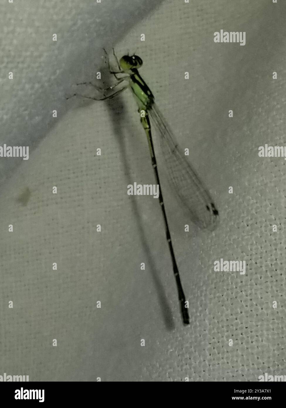 Fragile Forktail (Ischnura posita) Insecta Stock Photo - Alamy