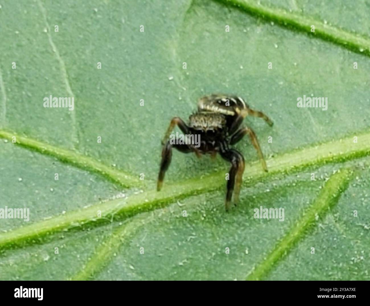 Golden Jumping Spider (Paraphidippus aurantius) Arachnida Stock Photo ...