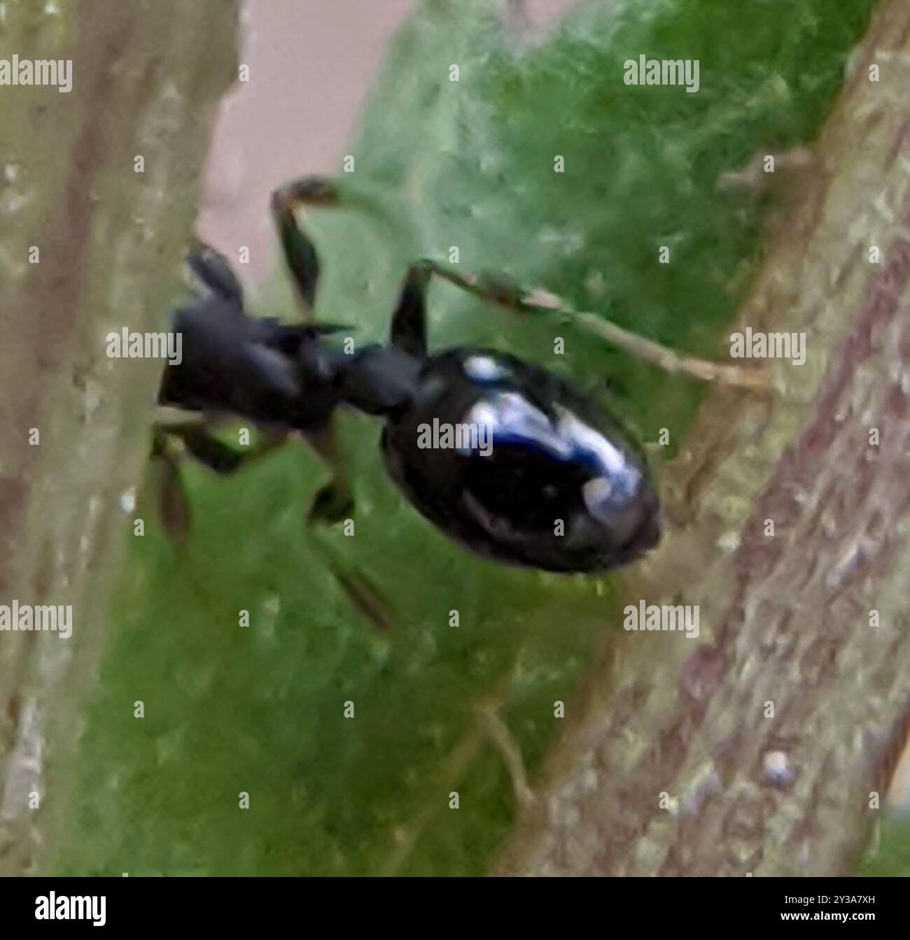 Acorn Ants and Allies (Temnothorax) Insecta Stock Photo - Alamy