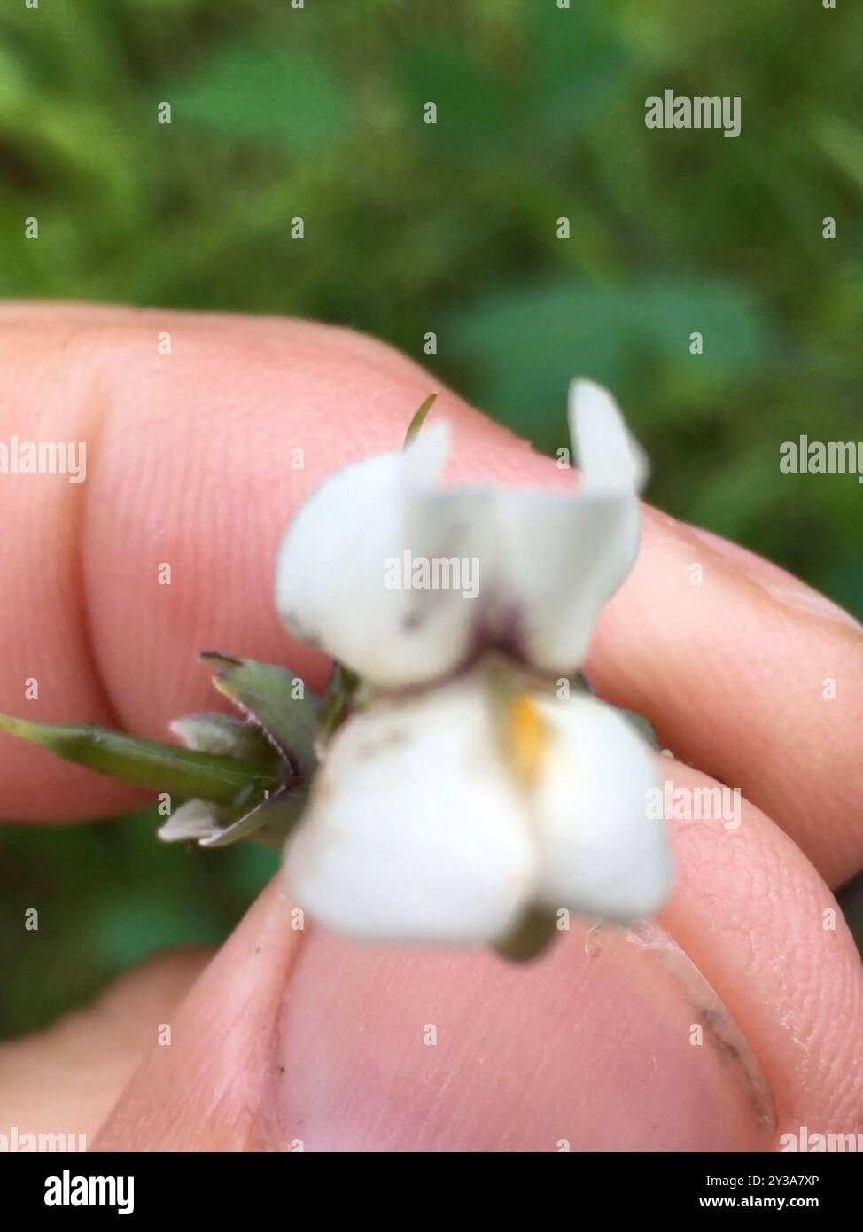 white wild indigo (Baptisia alba) Plantae Stock Photo - Alamy