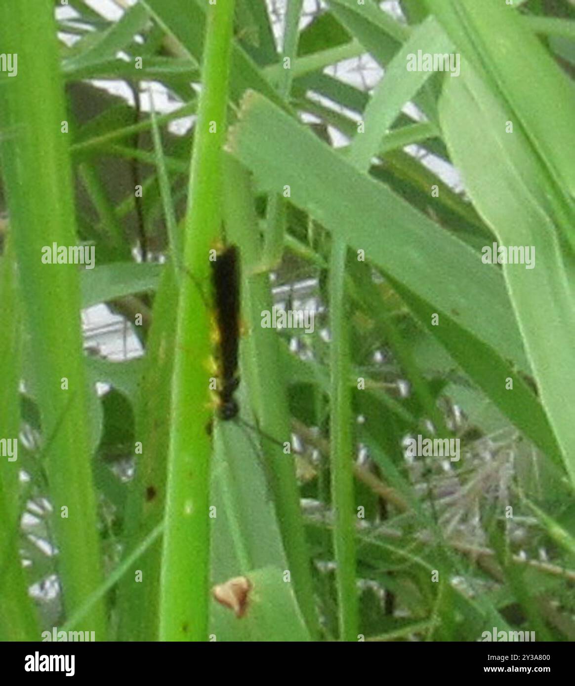 Stem Sawflies (Cephidae) Insecta Stock Photo - Alamy