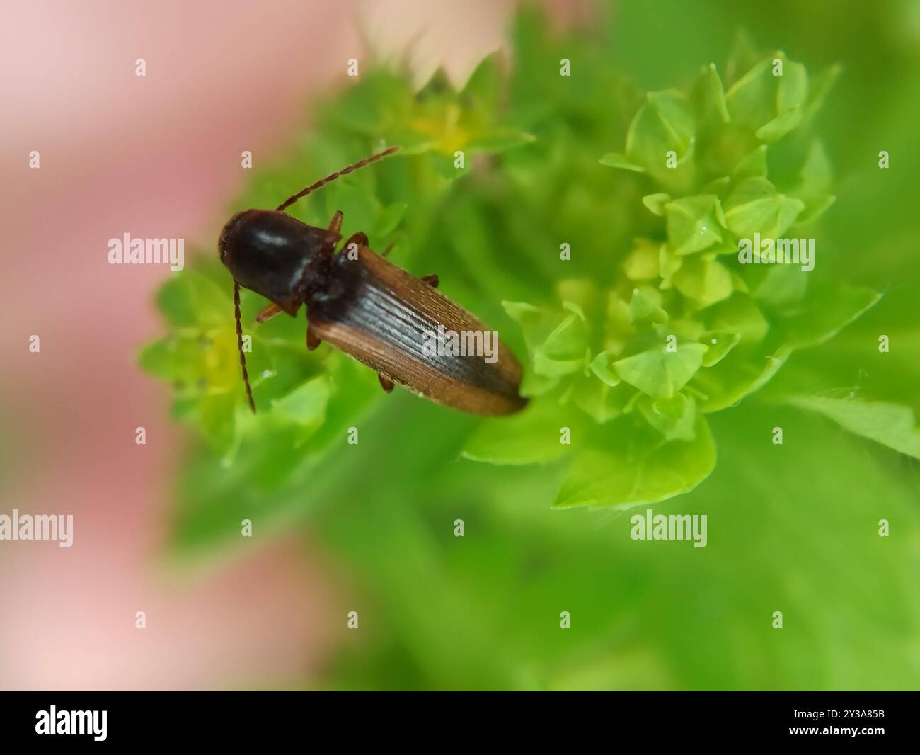 margined click beetle (Dalopius marginatus) Insecta Stock Photo - Alamy
