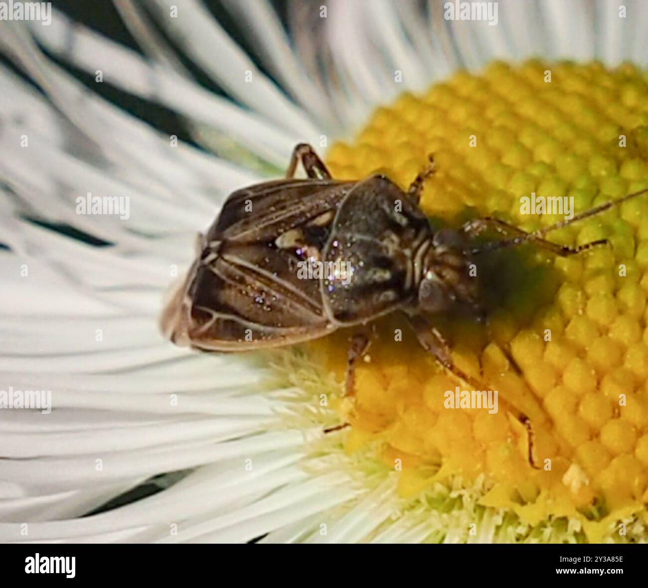 Lygus Bugs (Lygus) Insecta Stock Photo - Alamy