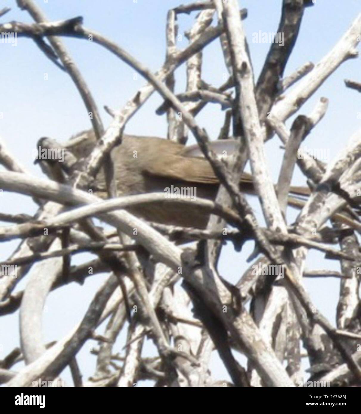 Wrentit (Chamaea fasciata) Aves Stock Photo - Alamy