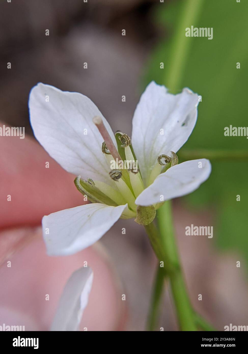 Two-leaved Toothwort (Cardamine diphylla) Plantae Stock Photo - Alamy