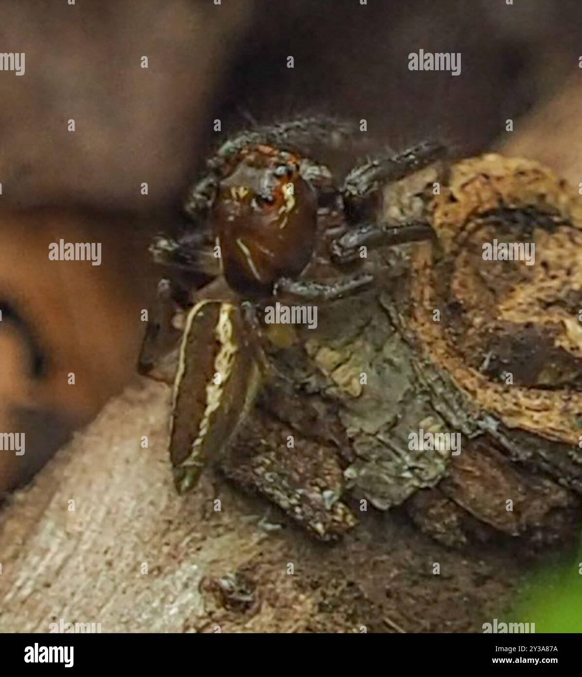 Sylvan Jumping Spider (Colonus sylvanus) Arachnida Stock Photo - Alamy