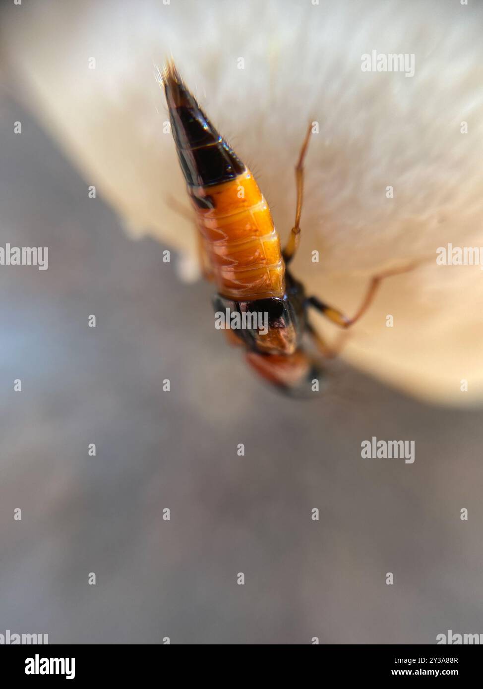 Red Rove Beetle (Oxyporus rufus) Insecta Stock Photo - Alamy