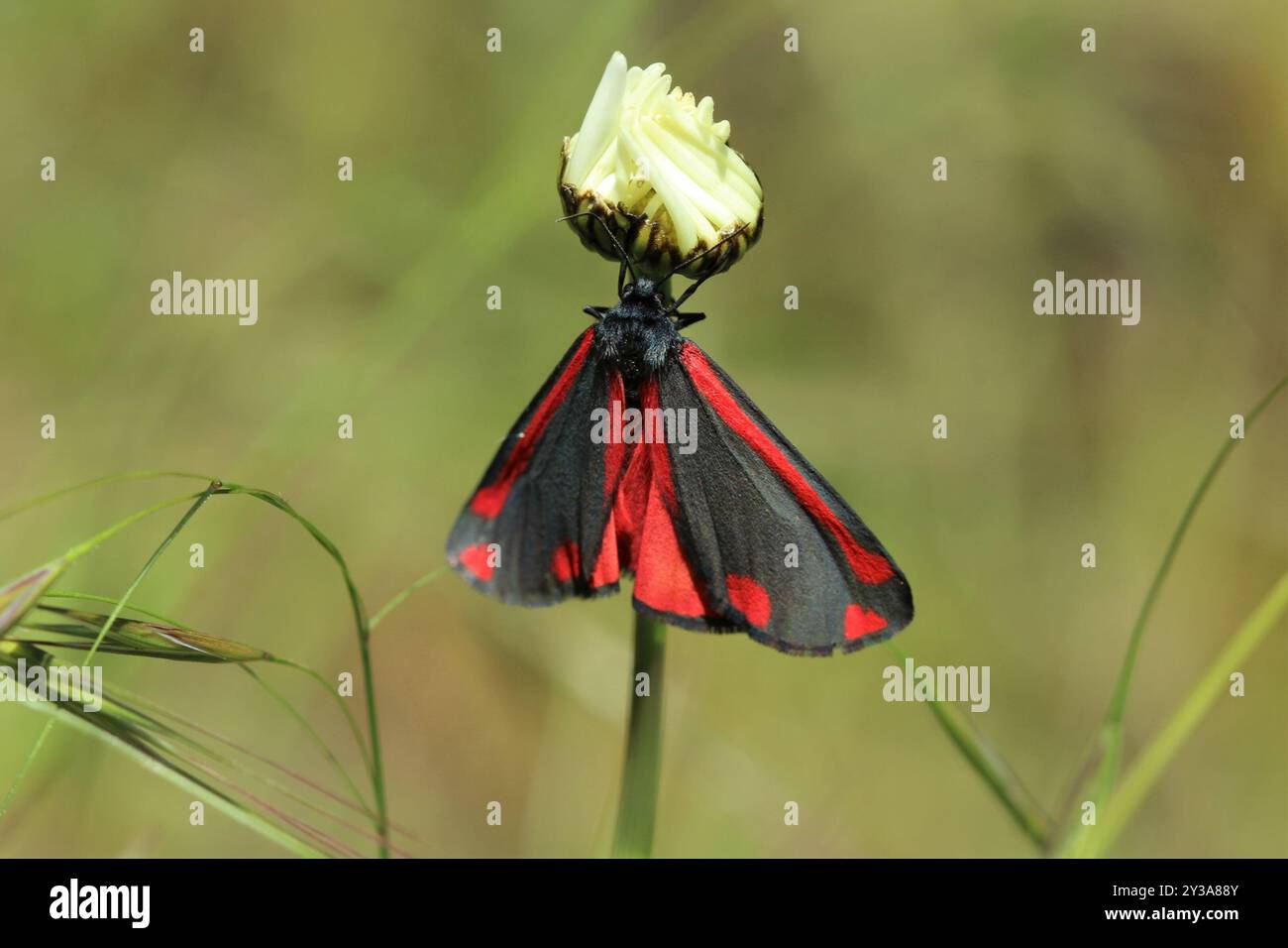 Cinnabar moth (Tyria jacobaeae) Insecta Stock Photo - Alamy