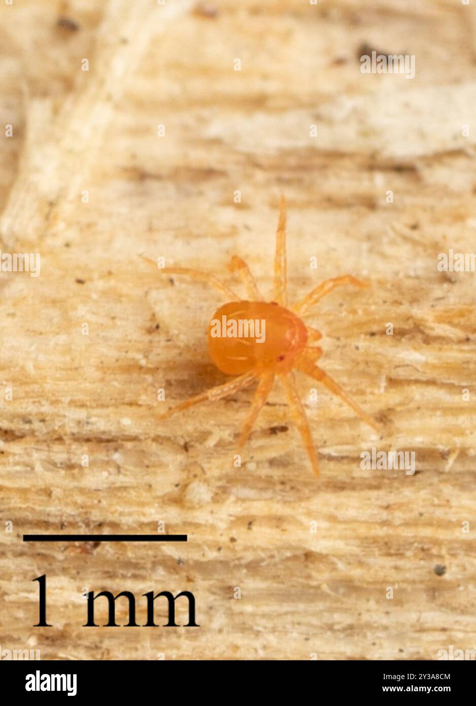 Mites and Ticks (Acari) Arachnida Stock Photo - Alamy