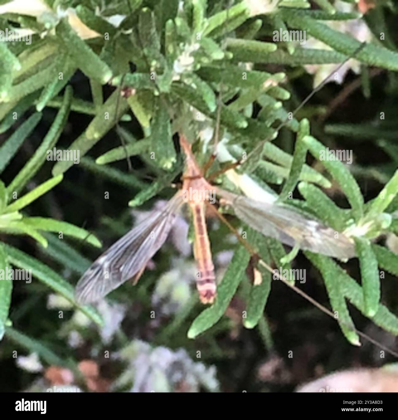 Large Crane Flies (Tipulidae) Insecta Stock Photo - Alamy