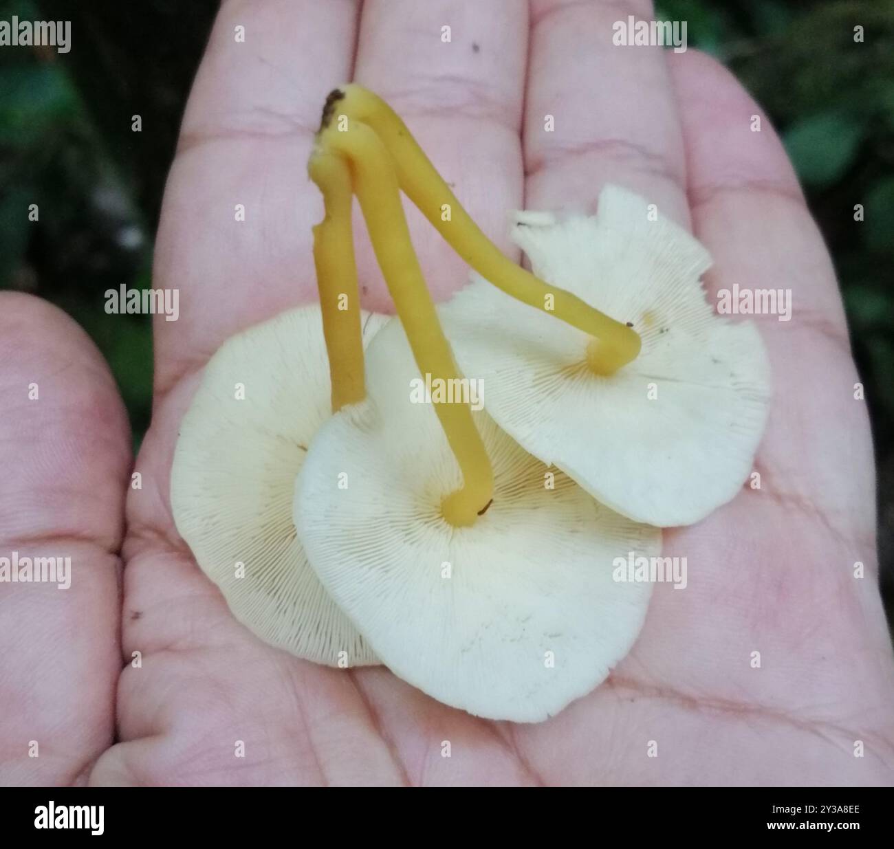 (Tricholomopsis aurea) Fungi Stock Photo - Alamy