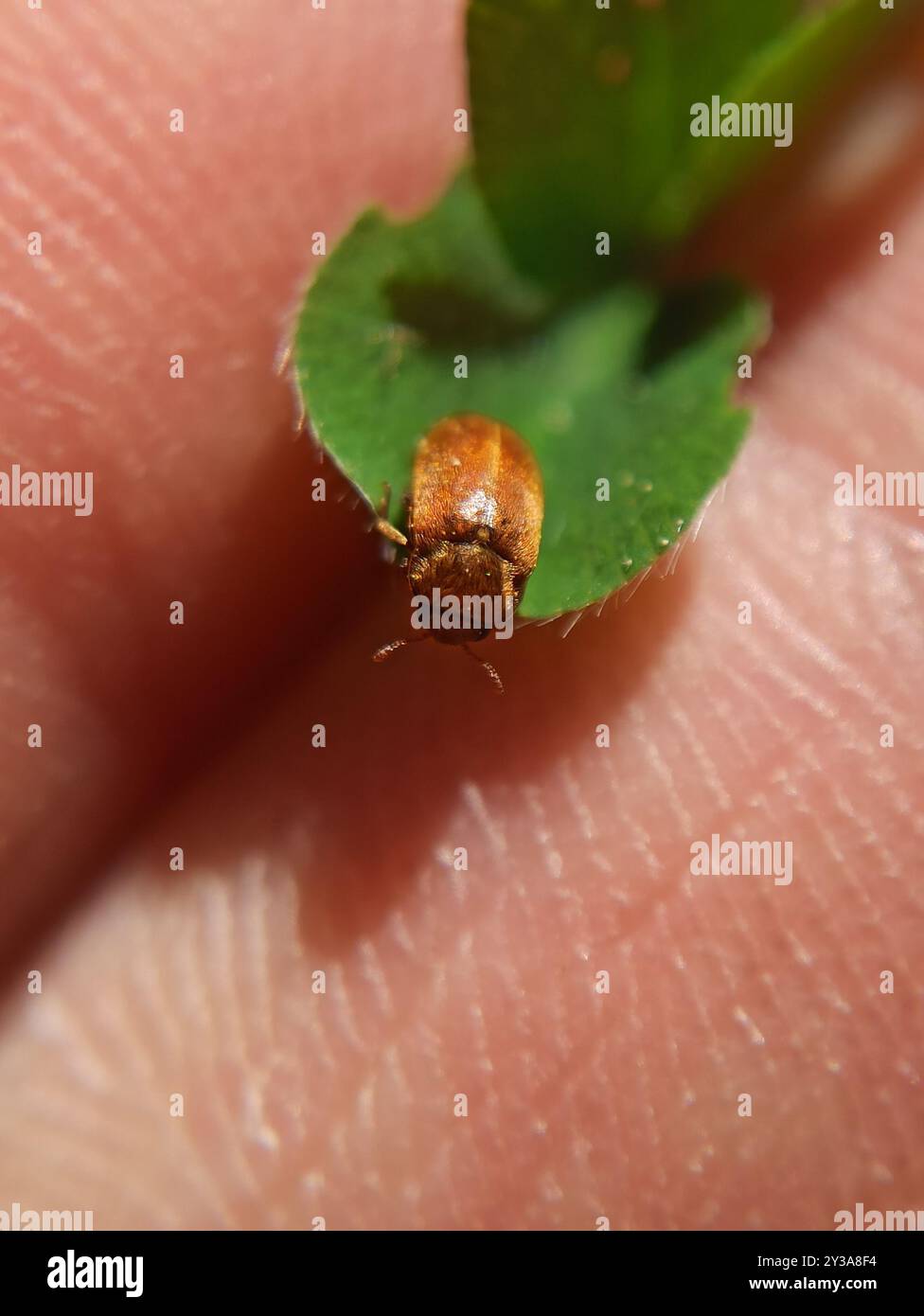 Raspberry Beetle (Byturus tomentosus) Insecta Stock Photo - Alamy