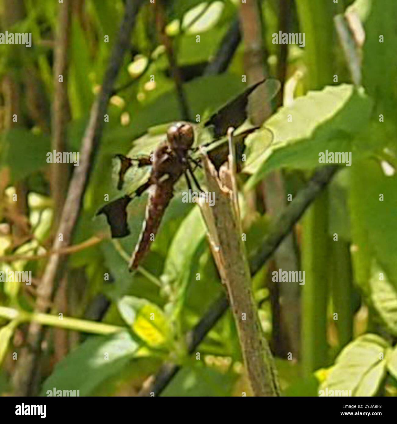 Common Whitetail (Plathemis lydia) Insecta Stock Photo - Alamy
