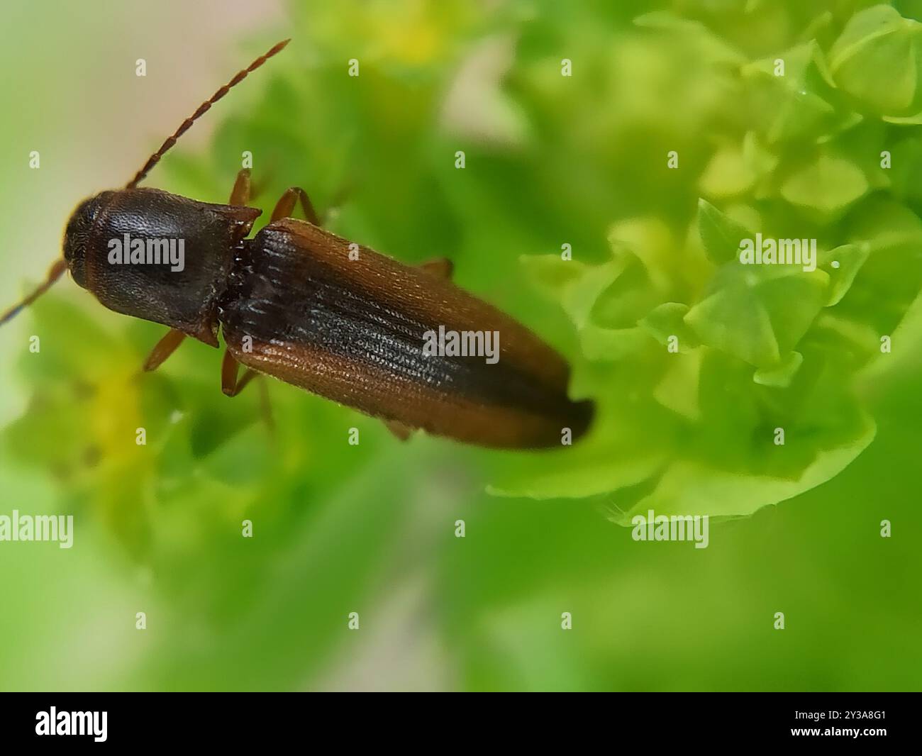margined click beetle (Dalopius marginatus) Insecta Stock Photo - Alamy