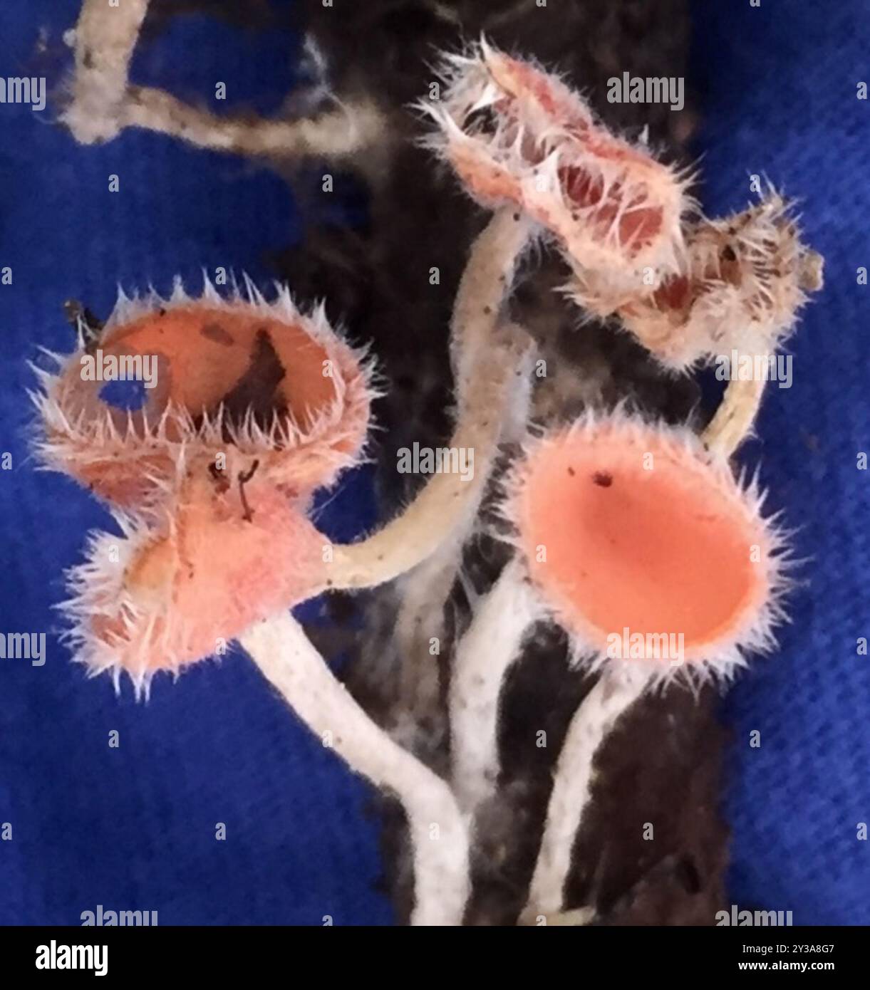 Pink Fringed Faery Cup (Microstoma floccosum) Fungi Stock Photo - Alamy