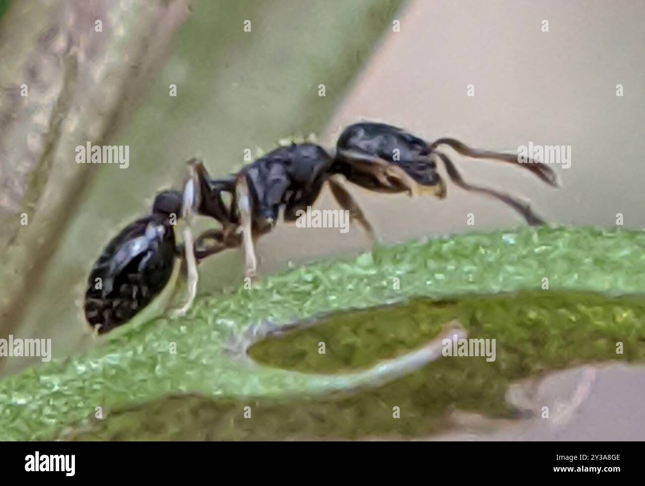 Acorn Ants and Allies (Temnothorax) Insecta Stock Photo - Alamy