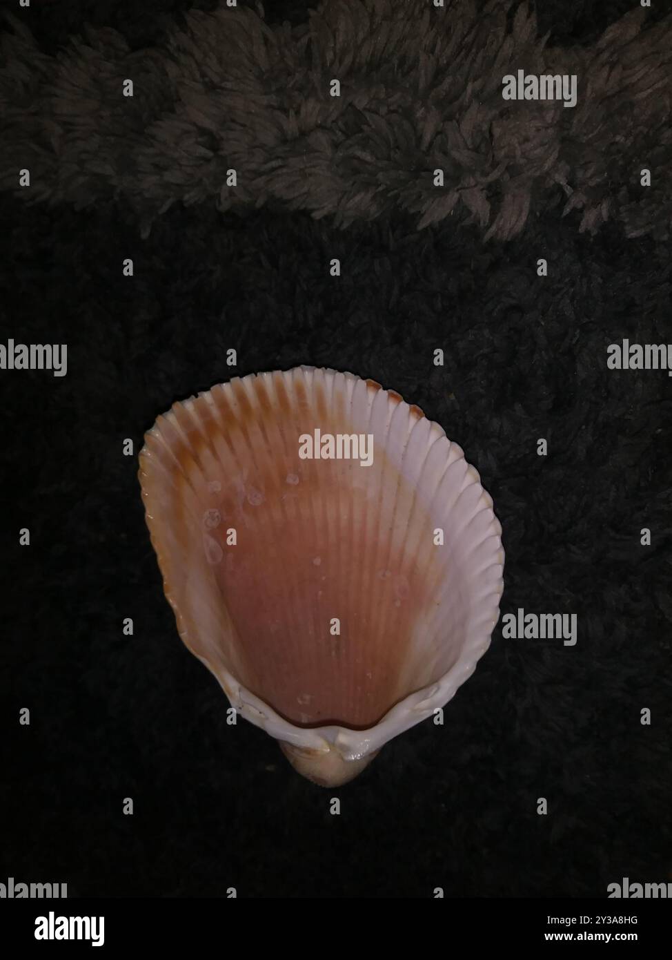 Giant Atlantic Cockle (Dinocardium robustum) Mollusca Stock Photo - Alamy