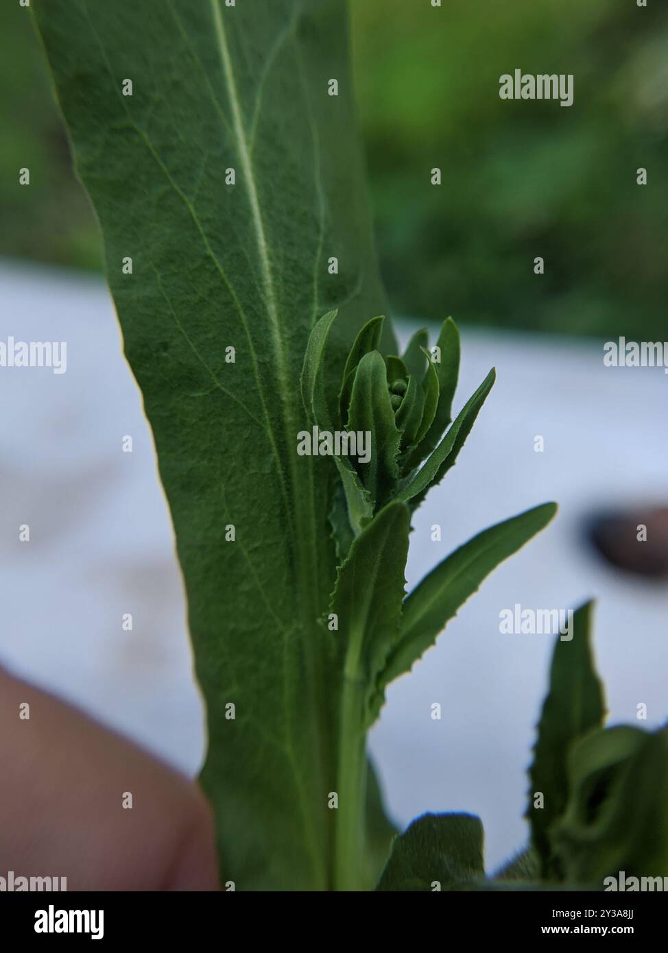field peppergrass (Lepidium campestre) Plantae Stock Photo - Alamy
