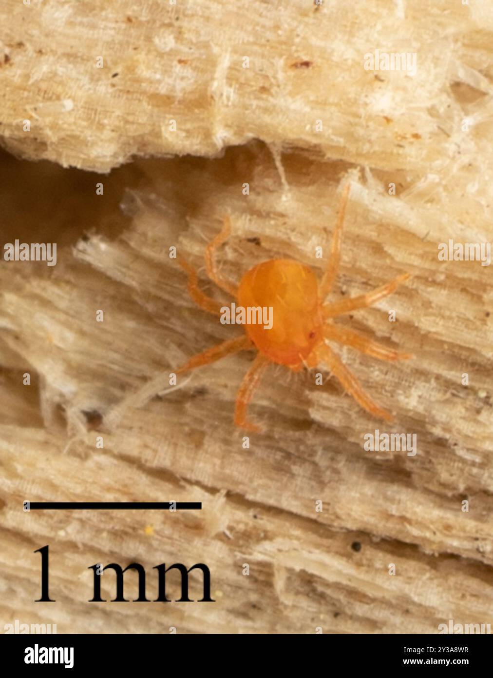 Mites and Ticks (Acari) Arachnida Stock Photo - Alamy