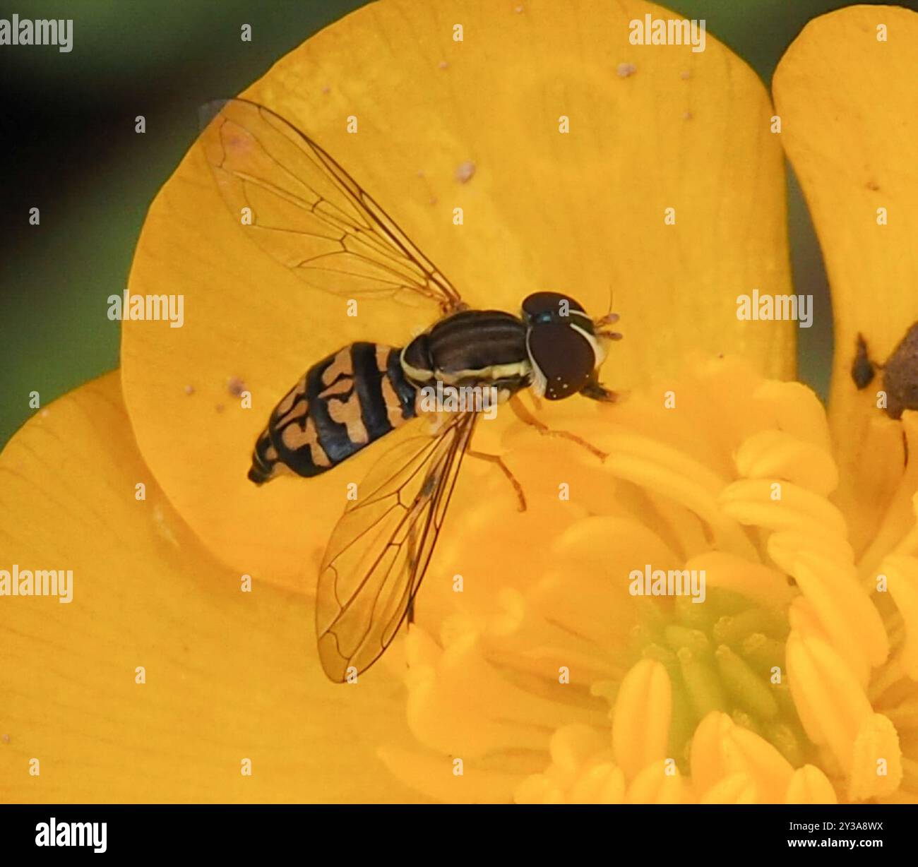 Eastern Calligrapher (Toxomerus geminatus) Insecta Stock Photo - Alamy