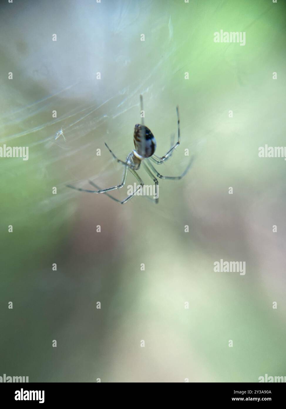 Emphana hi-res stock photography and images - Alamy