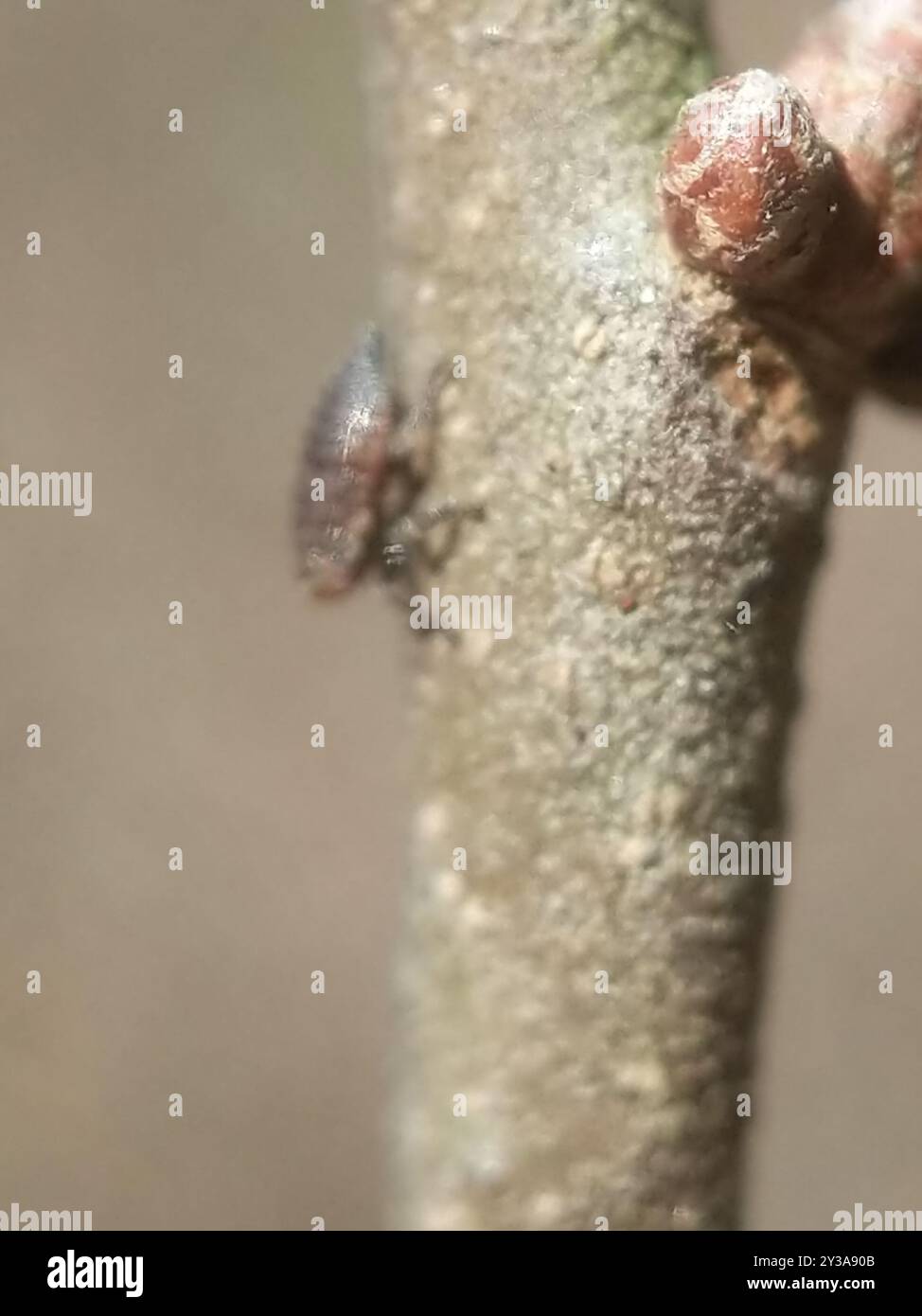 Typical Treehoppers (Membracidae) Insecta Stock Photo - Alamy