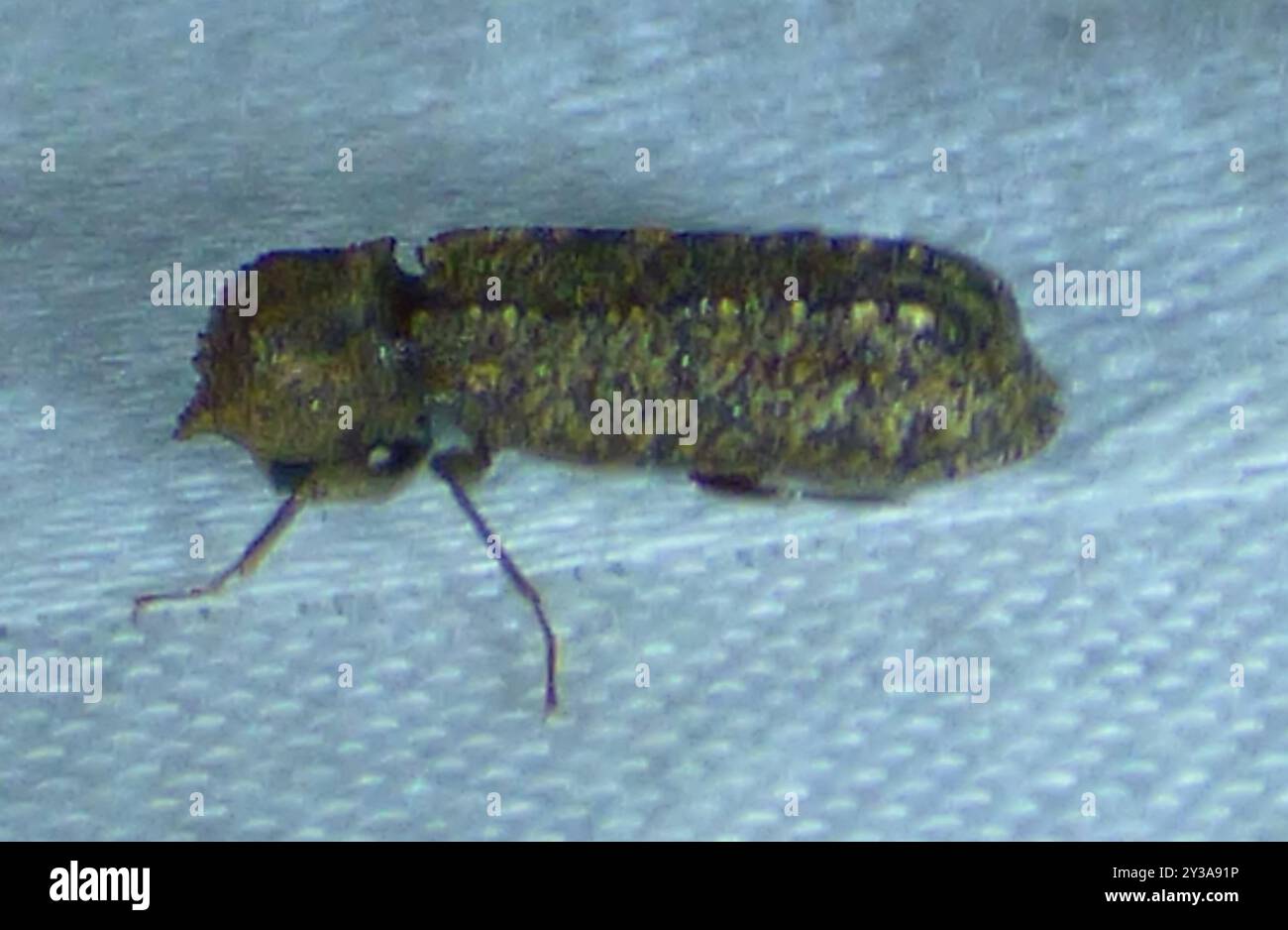 Two-horned Powder-post Beetle (Lichenophanes bicornis) Insecta Stock ...