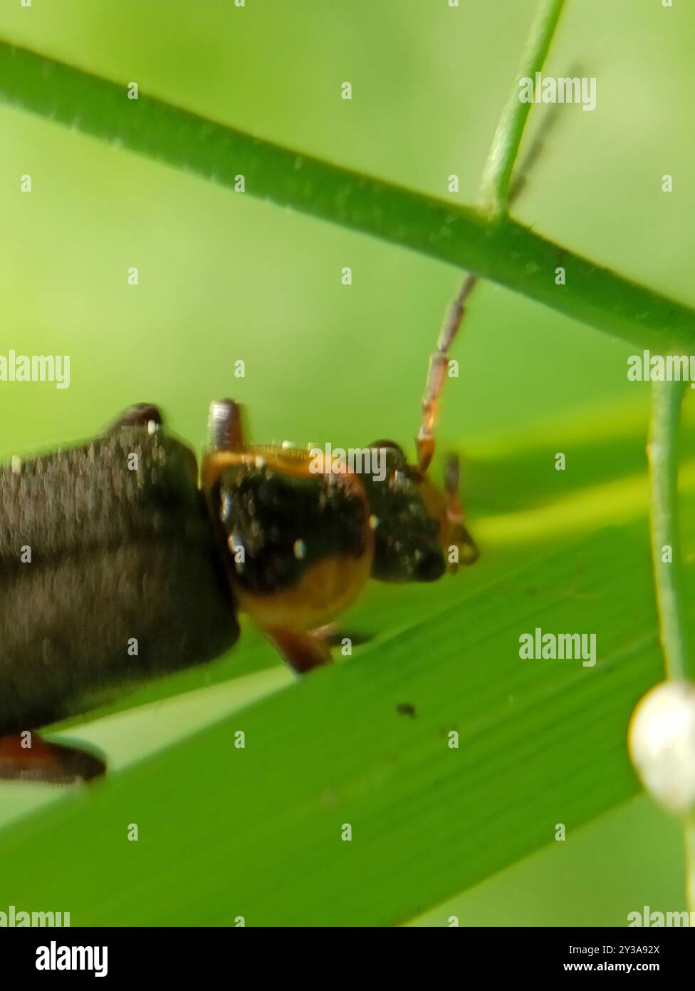 Grey Sailor Beetle (Cantharis nigricans) Insecta Stock Photo - Alamy