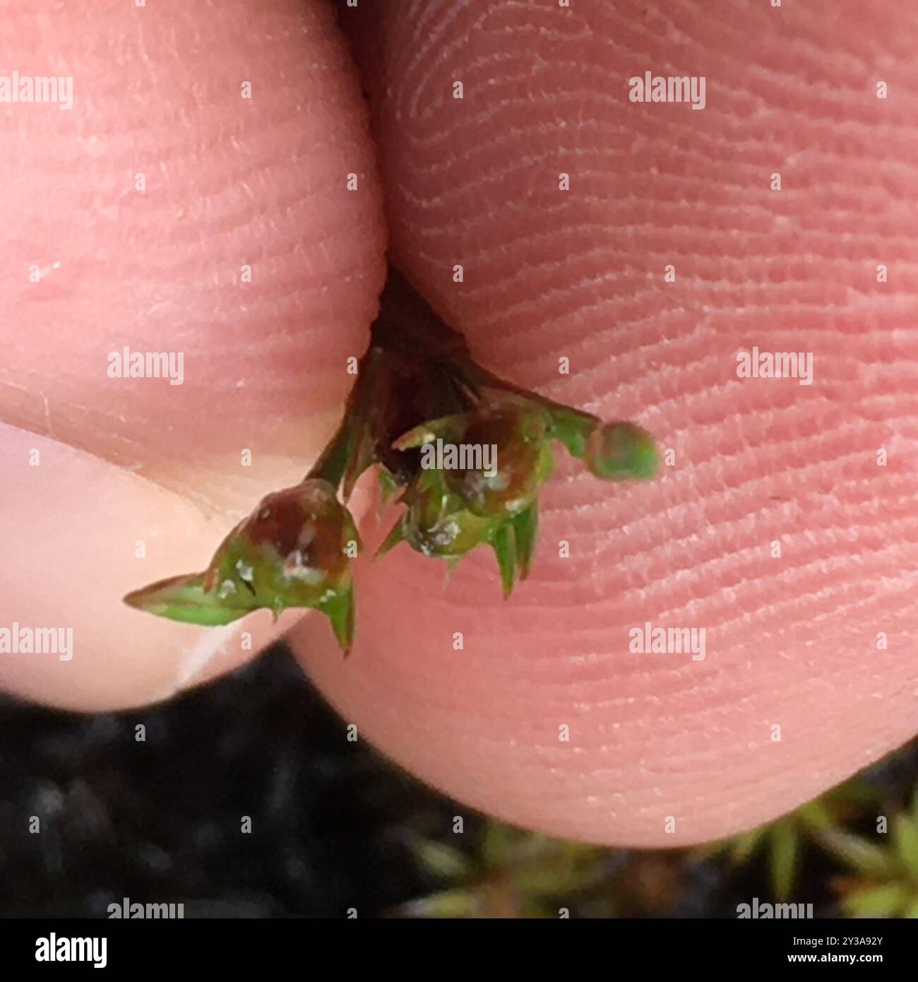 Toad rush (Juncus bufonius) Plantae Stock Photo - Alamy