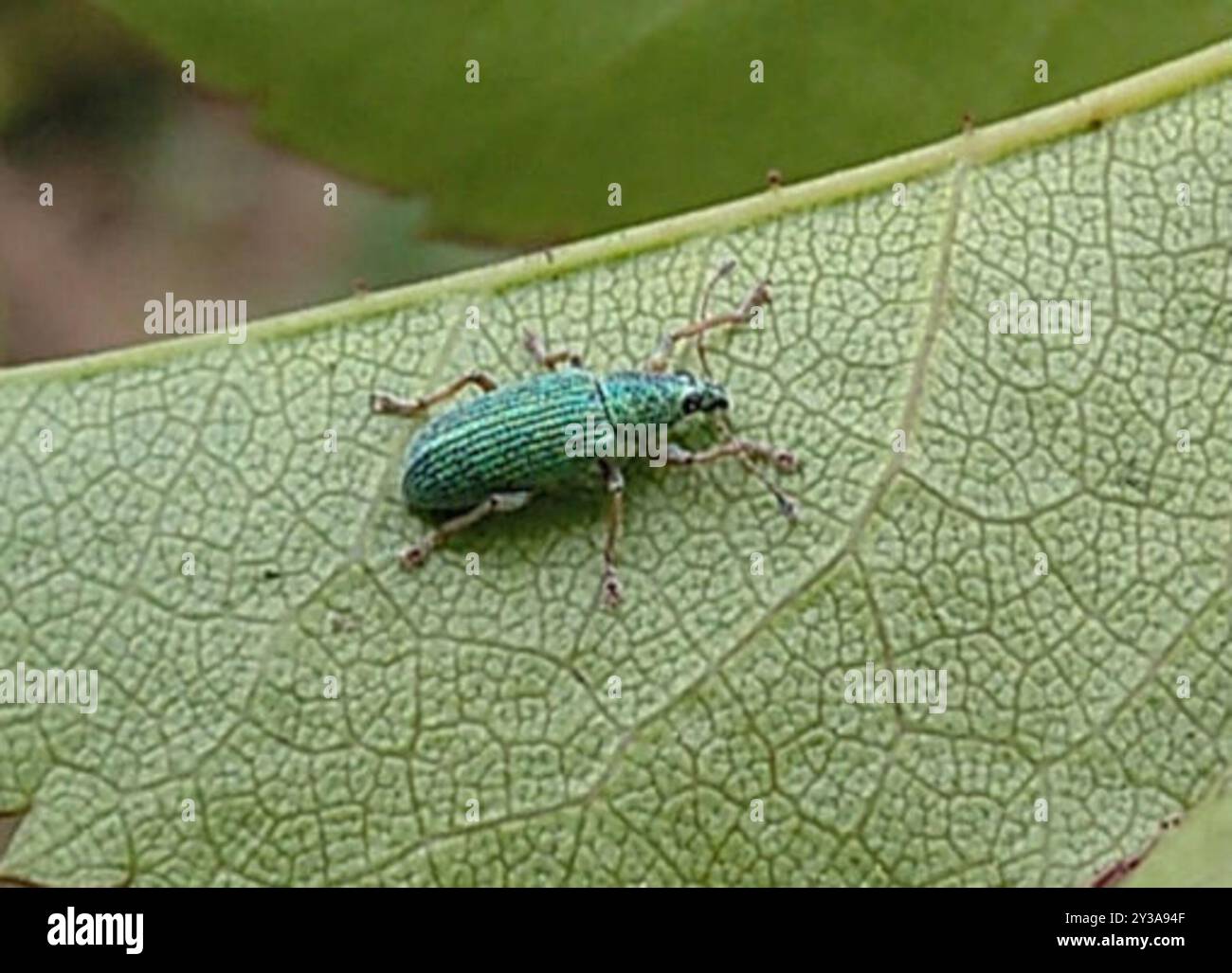 Green Immigrant Leaf Weevil (Polydrusus formosus) Insecta Stock Photo ...