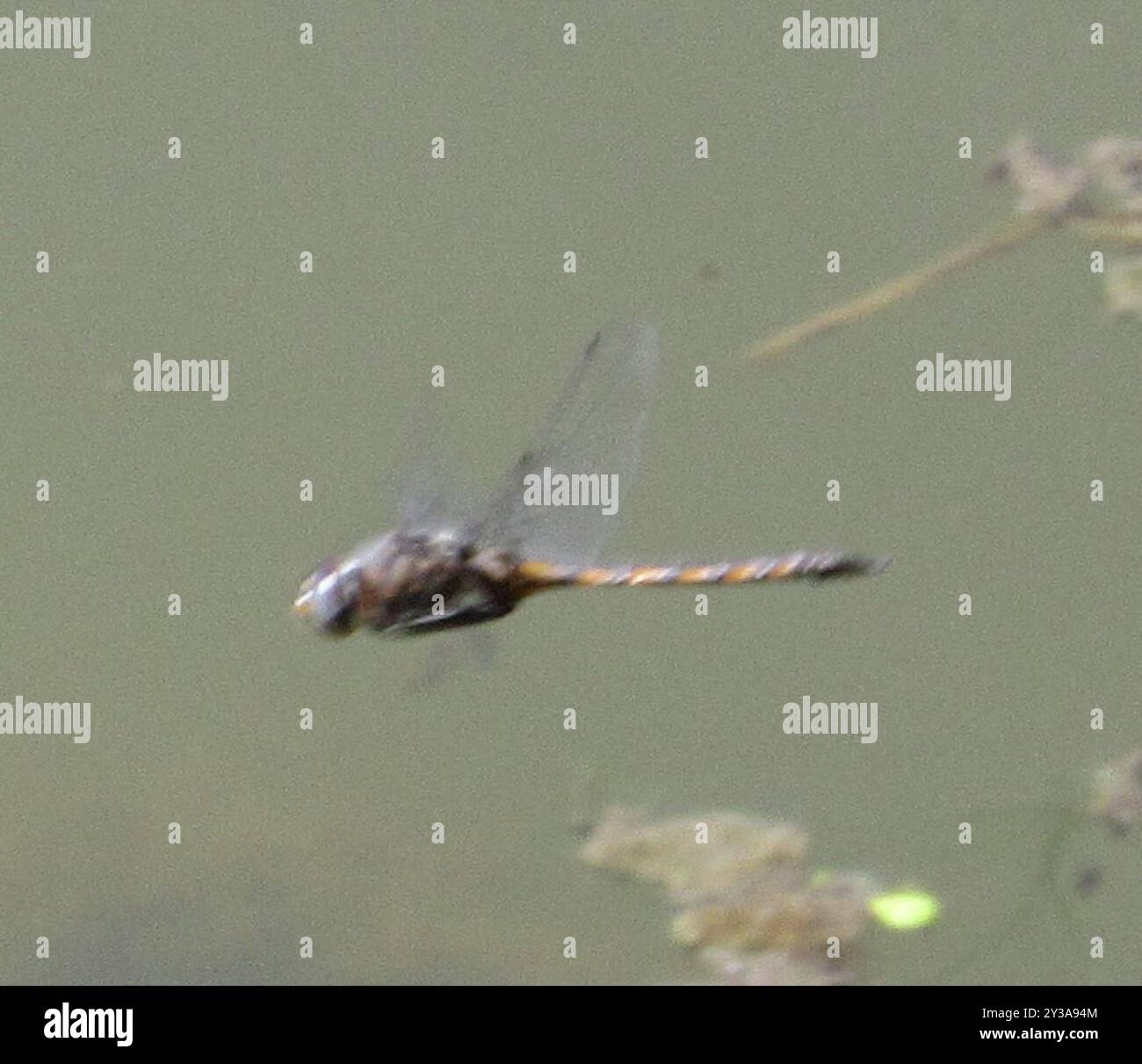 Dot-winged Baskettail (Epitheca petechialis) Insecta Stock Photo - Alamy