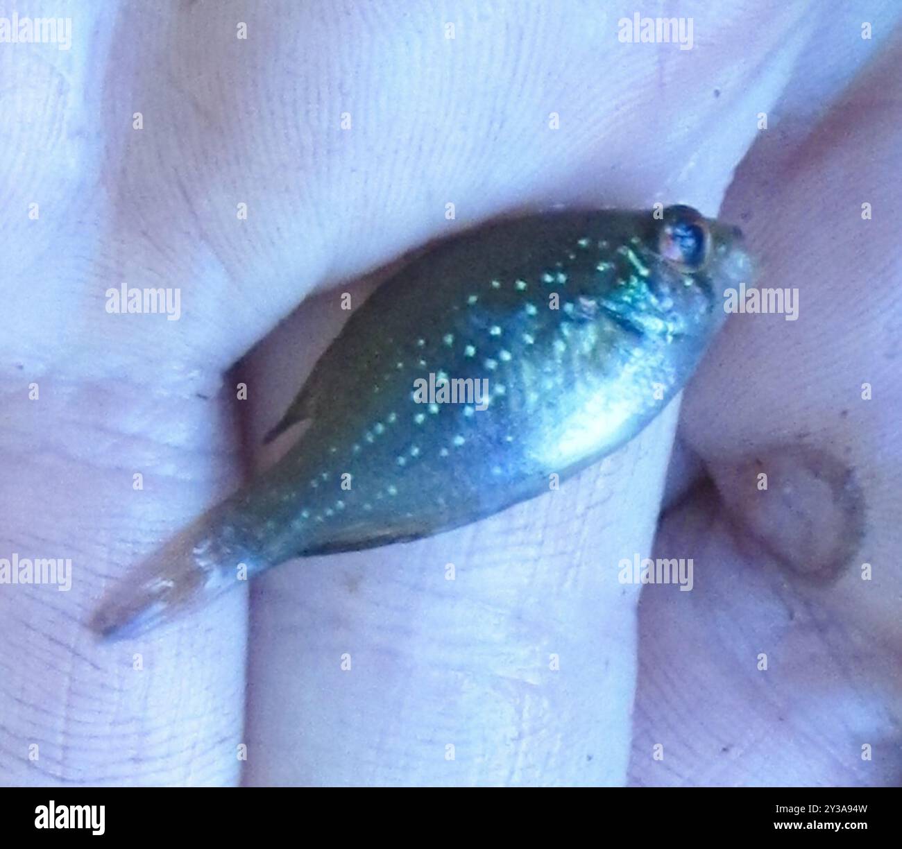 Blue-spotted Sunfish (Enneacanthus gloriosus) Actinopterygii Stock ...