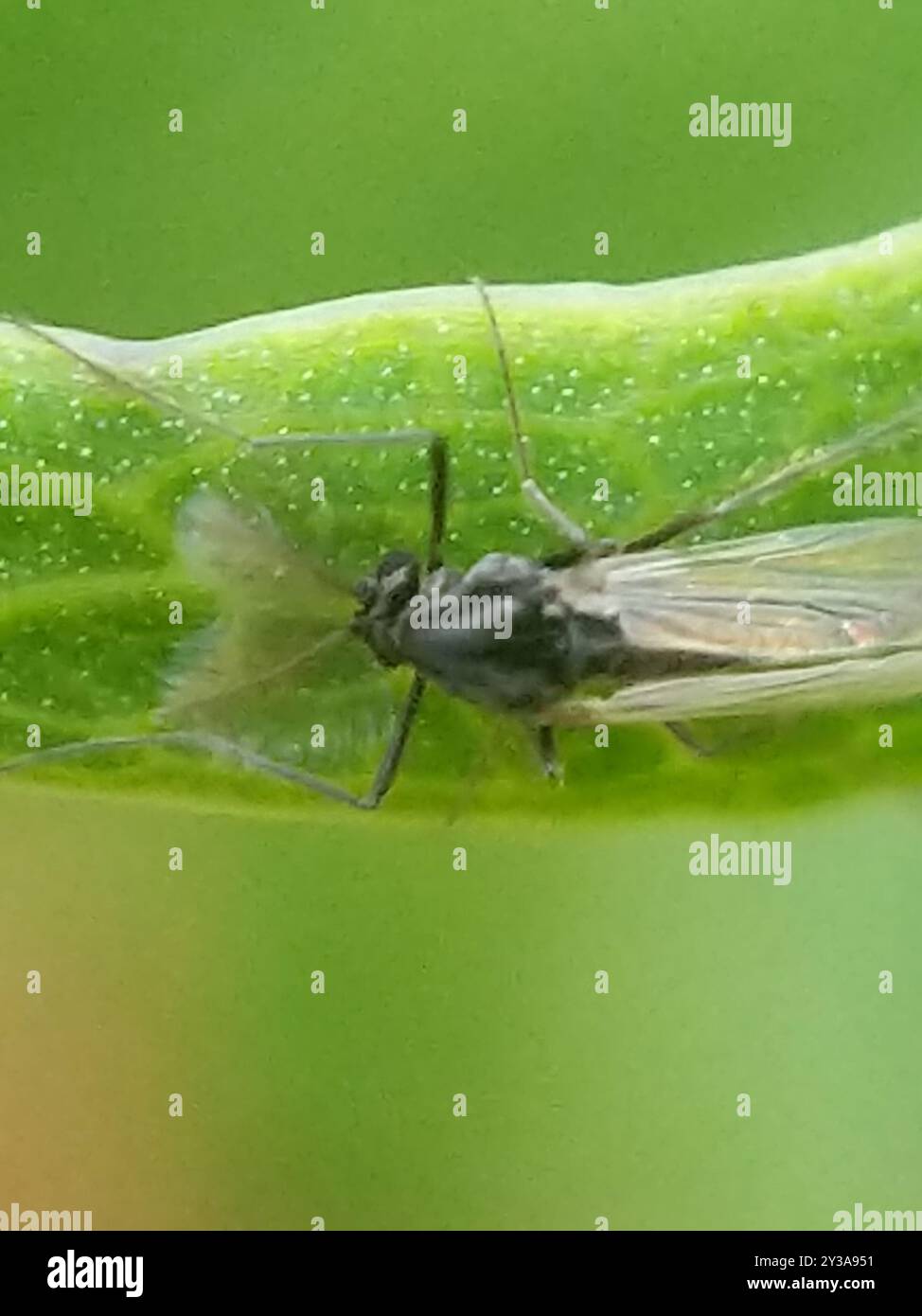 Non-biting Midges (Chironomidae) Insecta Stock Photo - Alamy