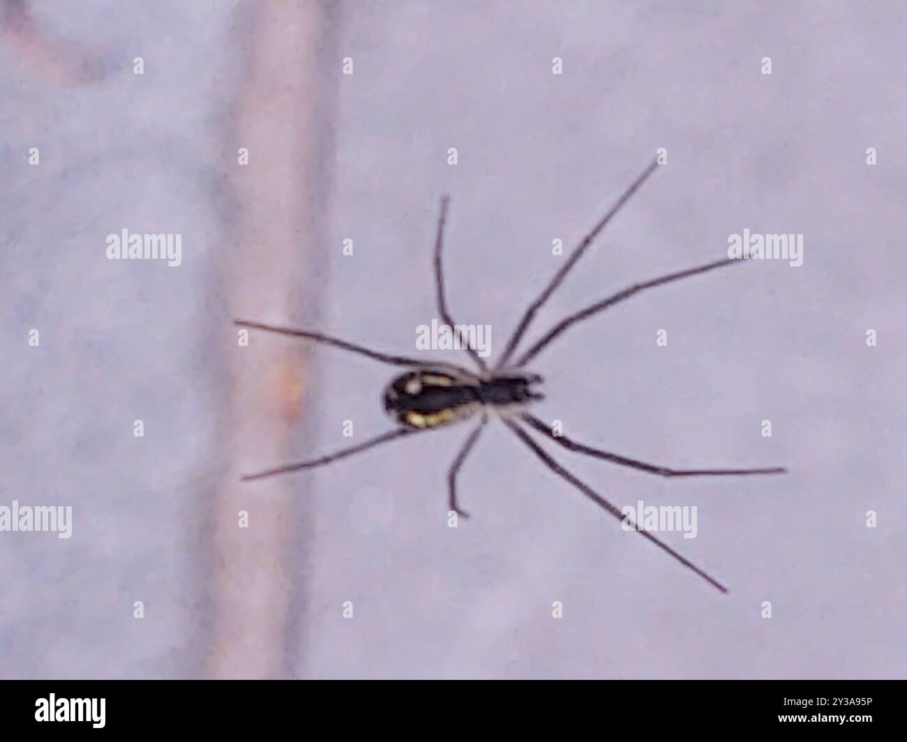 Filmy Dome Spider (Neriene radiata) Arachnida Stock Photo - Alamy