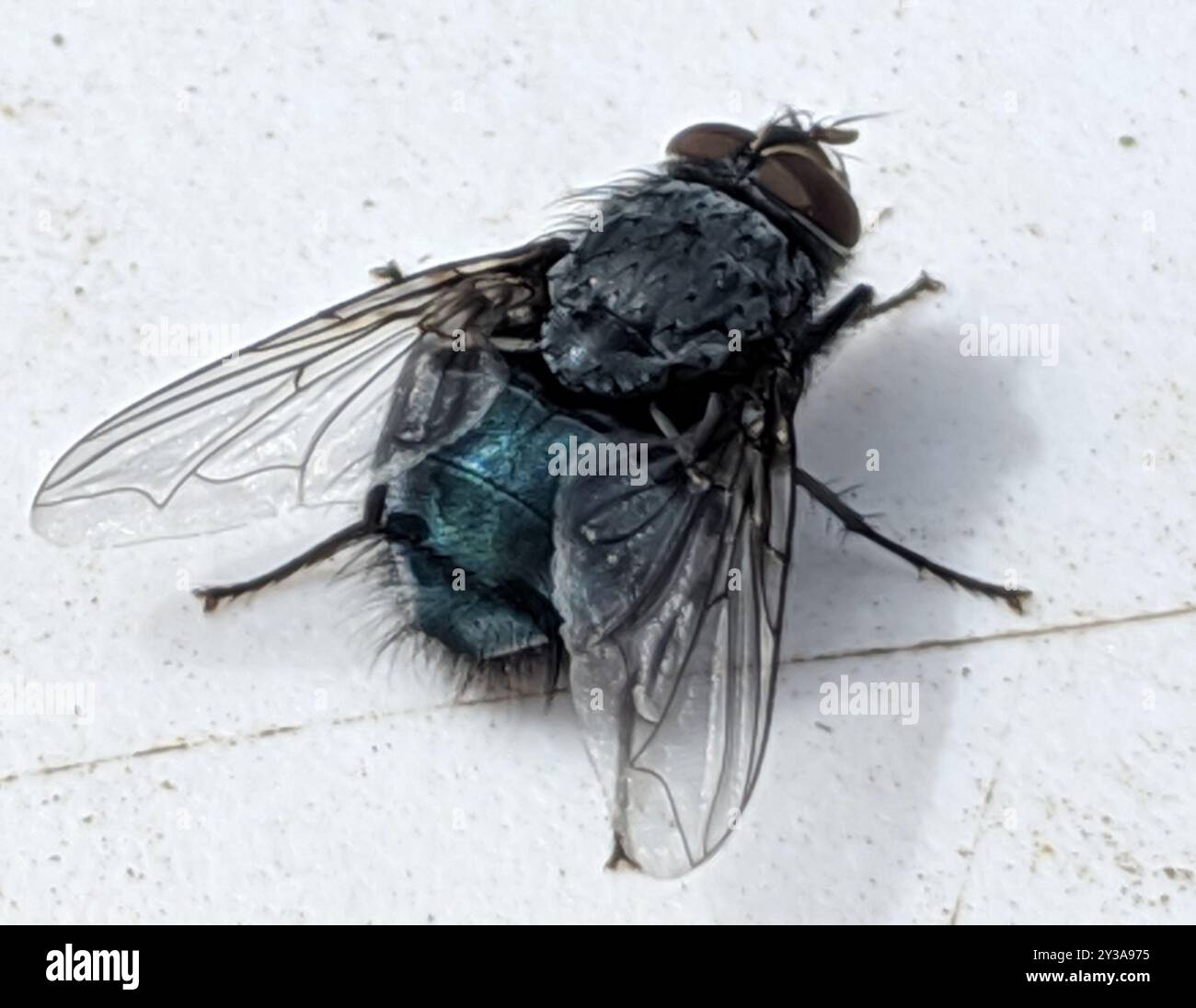 Bluebottle Flies (Calliphora) Insecta Stock Photo - Alamy